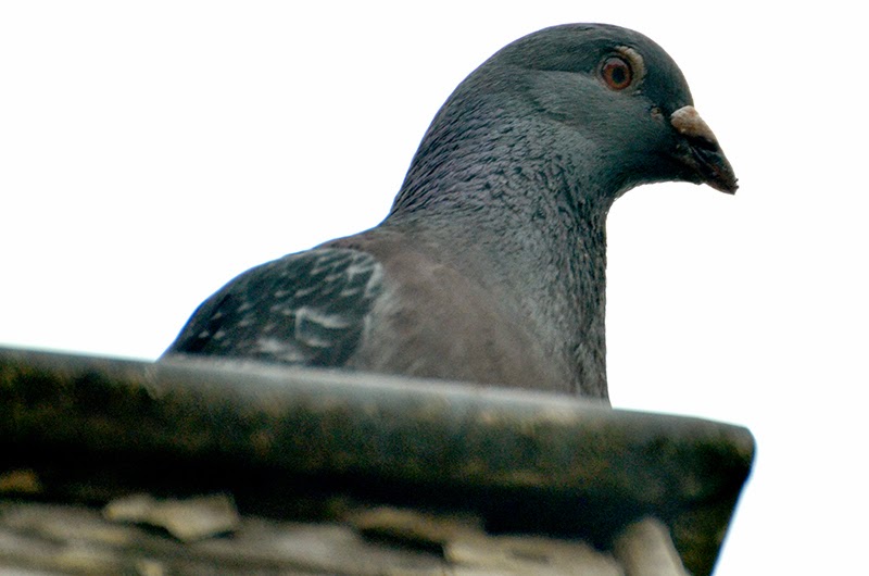 Duif (II) | Allemaalfotoos