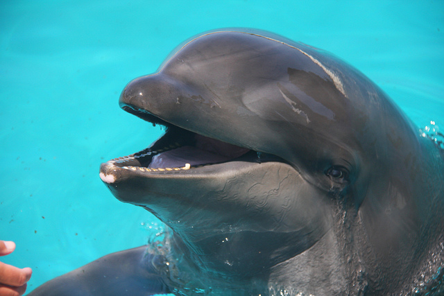 Brave New World: Real Hybrid Animals