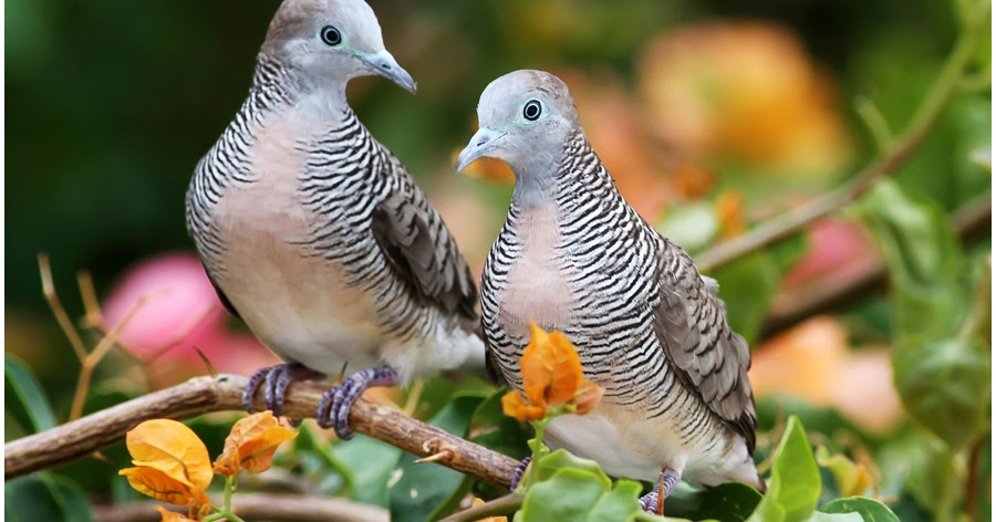 CARA MEMBUDIDAYAKAN BURUNG PERKUTUT DENGAN MUDAH TERLENGKAP | DUNIA ...