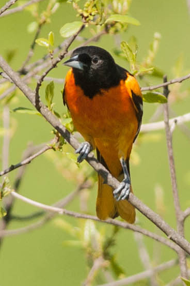 Bellas Aves de El Salvador: Icterus pectoralis (chiltota de pecho ...