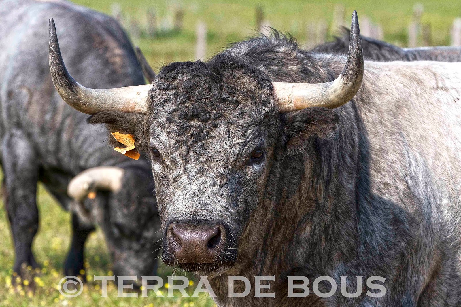Y LOS TOROS GUAPOS VUELVEN A LAS VENTAS