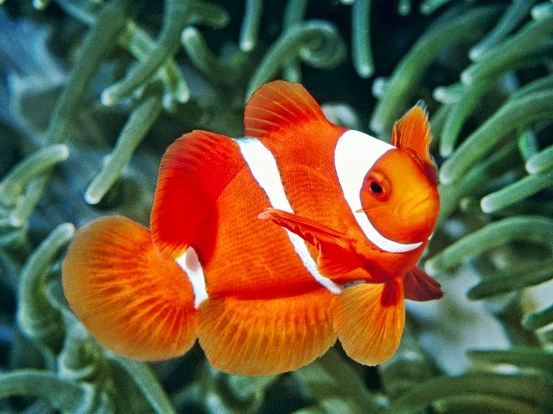 Ikan Nemo Sudah Bisa Dibudidayakan ~ CFF