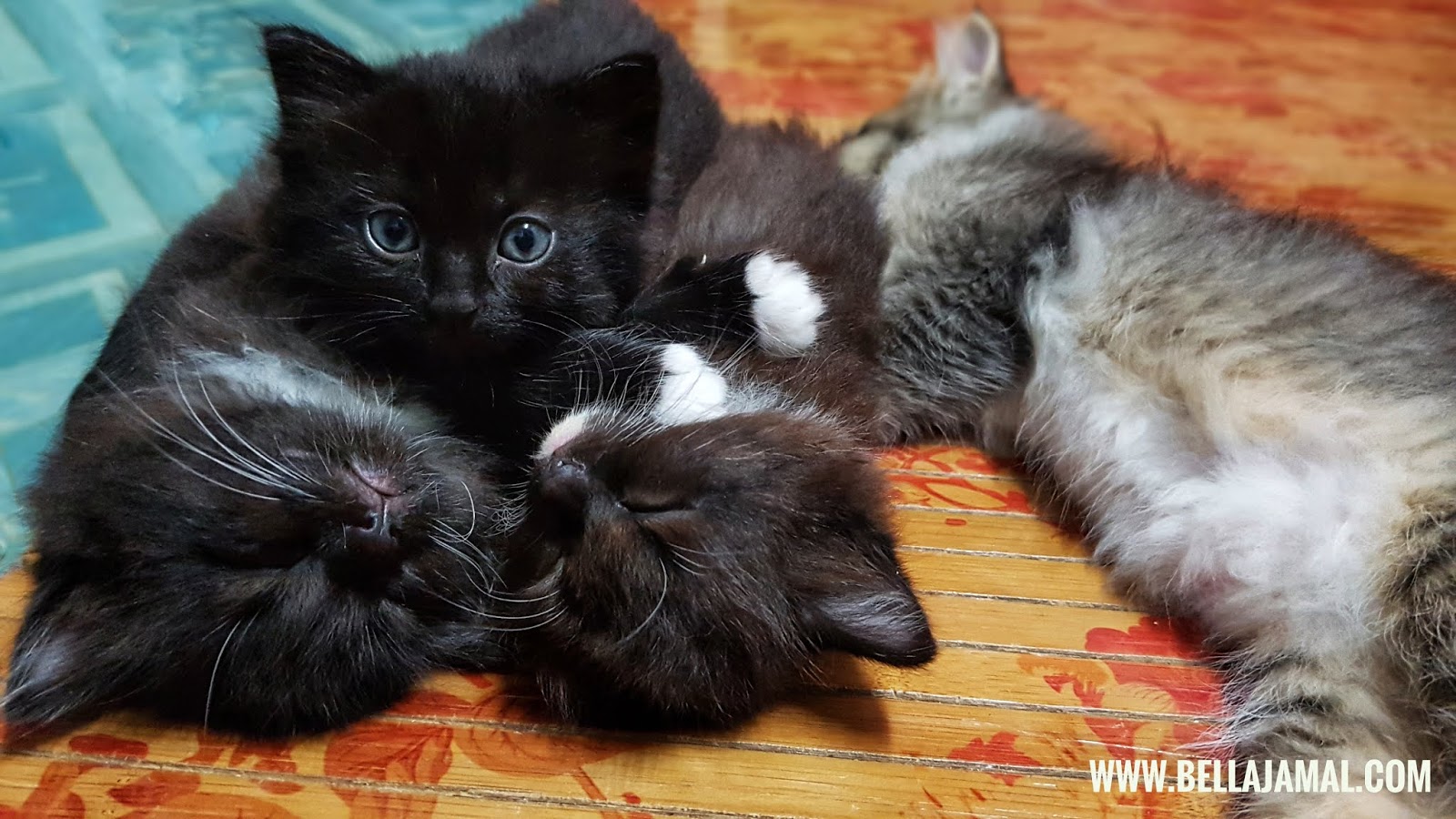 Kenapa Kucing Bunting 'Kidnap' Anak Kucing Lain?