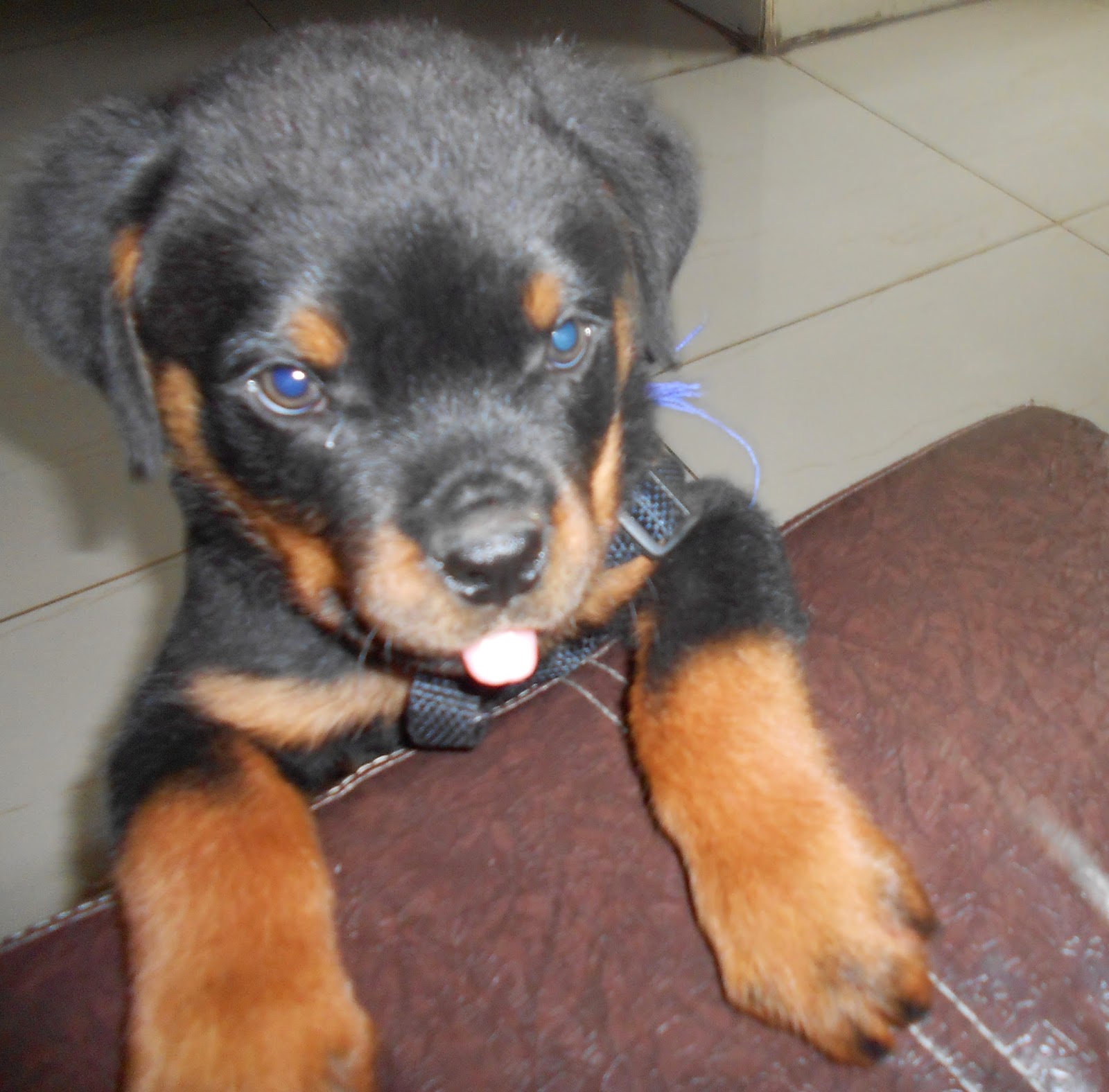 Leo - The Rottweiler: 9 Week Old Rottweiler Puppy - Day 63