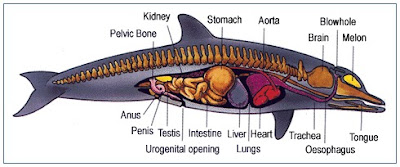 practiCal fMRI: the nuts & bolts: Functional MRI of dolphins?