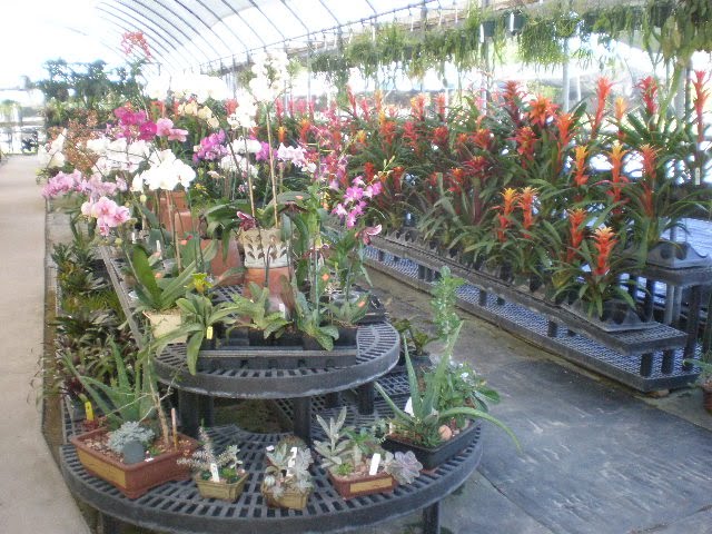 HeyPlantMan! Exotic Tropical Plants from St. Pete FL: April Happenings ...