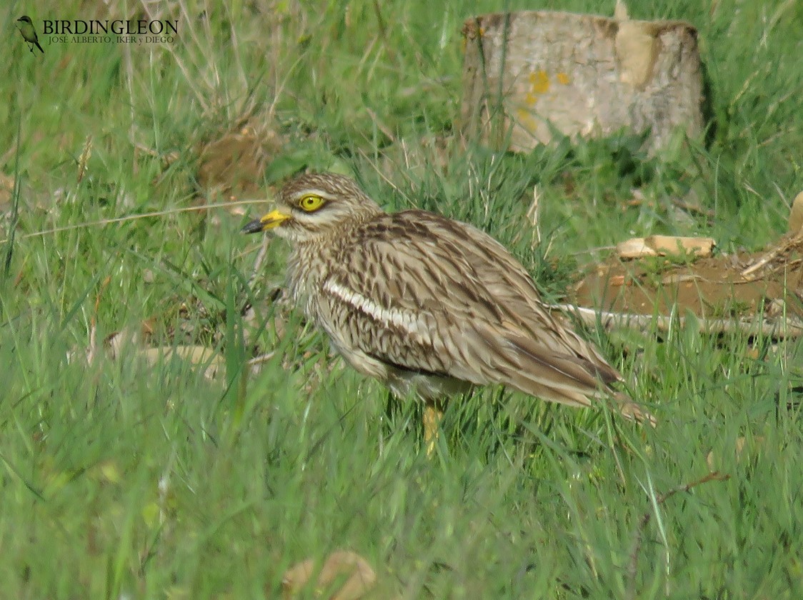 BIRDINGLEON: ALCARAVÁN COMÚN desde el coche
