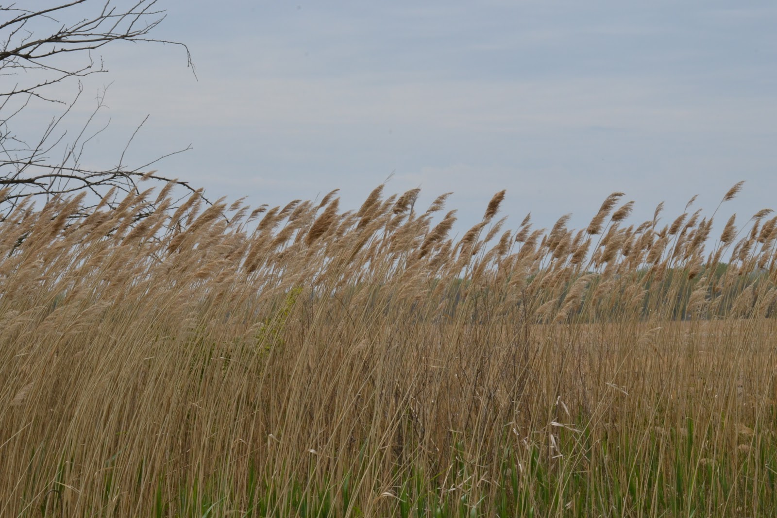 SallySearches: Midewin National Tallgrass Prairie