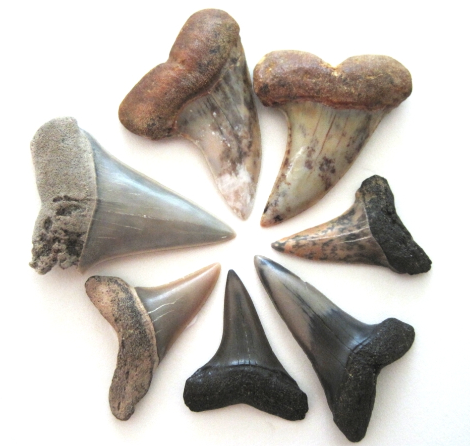 Fossils and Other Living Things: Colors ~ Fossils and a Graphic Story ...