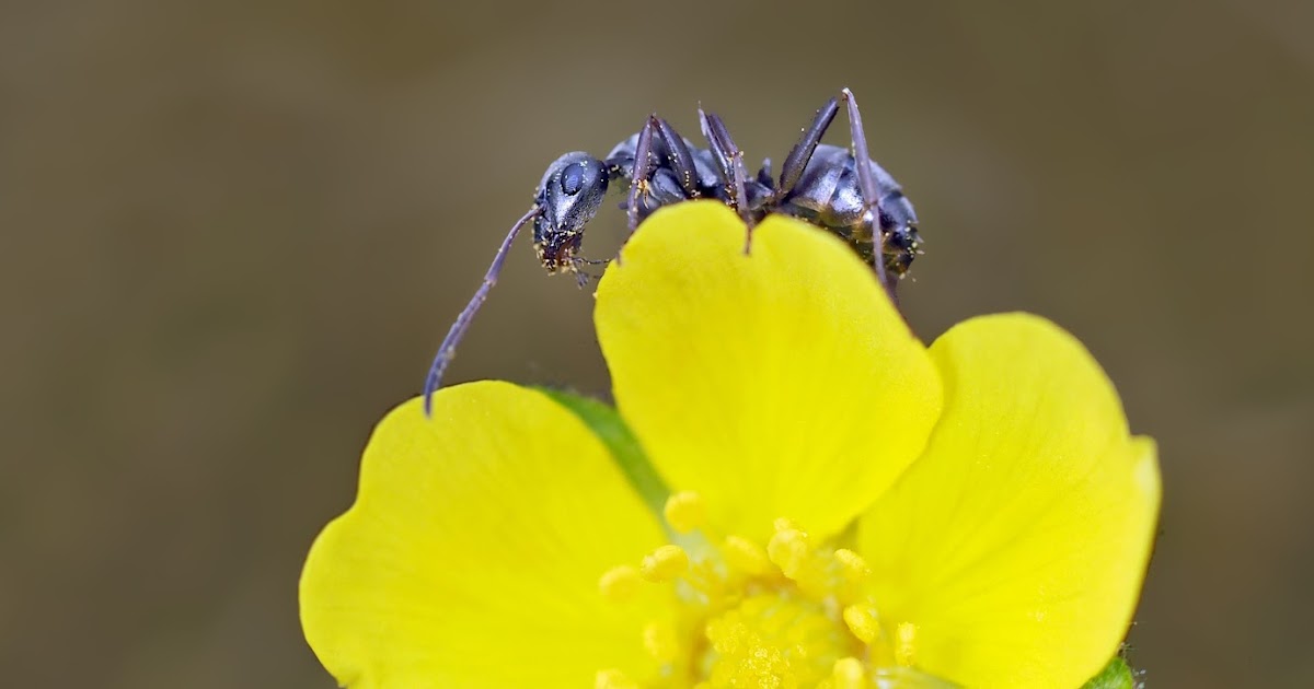 蟻の全身と頭部の基本的な各部の名称