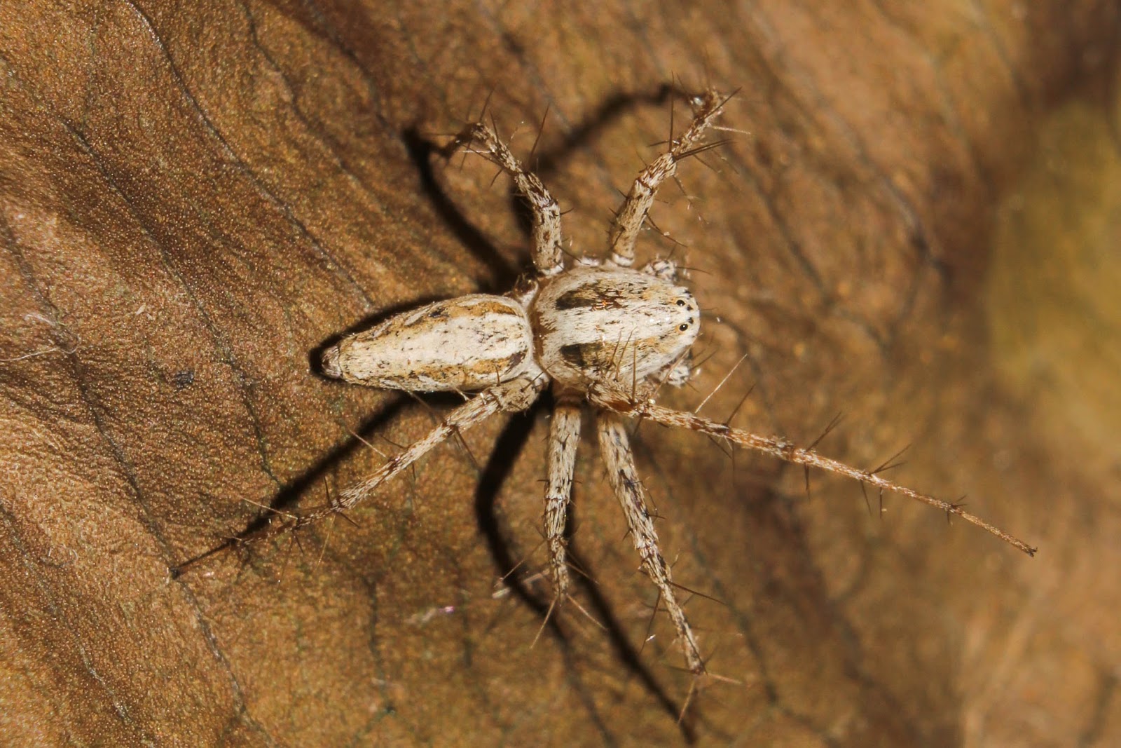 Biodiversity of Cyprus by NGO Protection of the Natural Heritage and ...