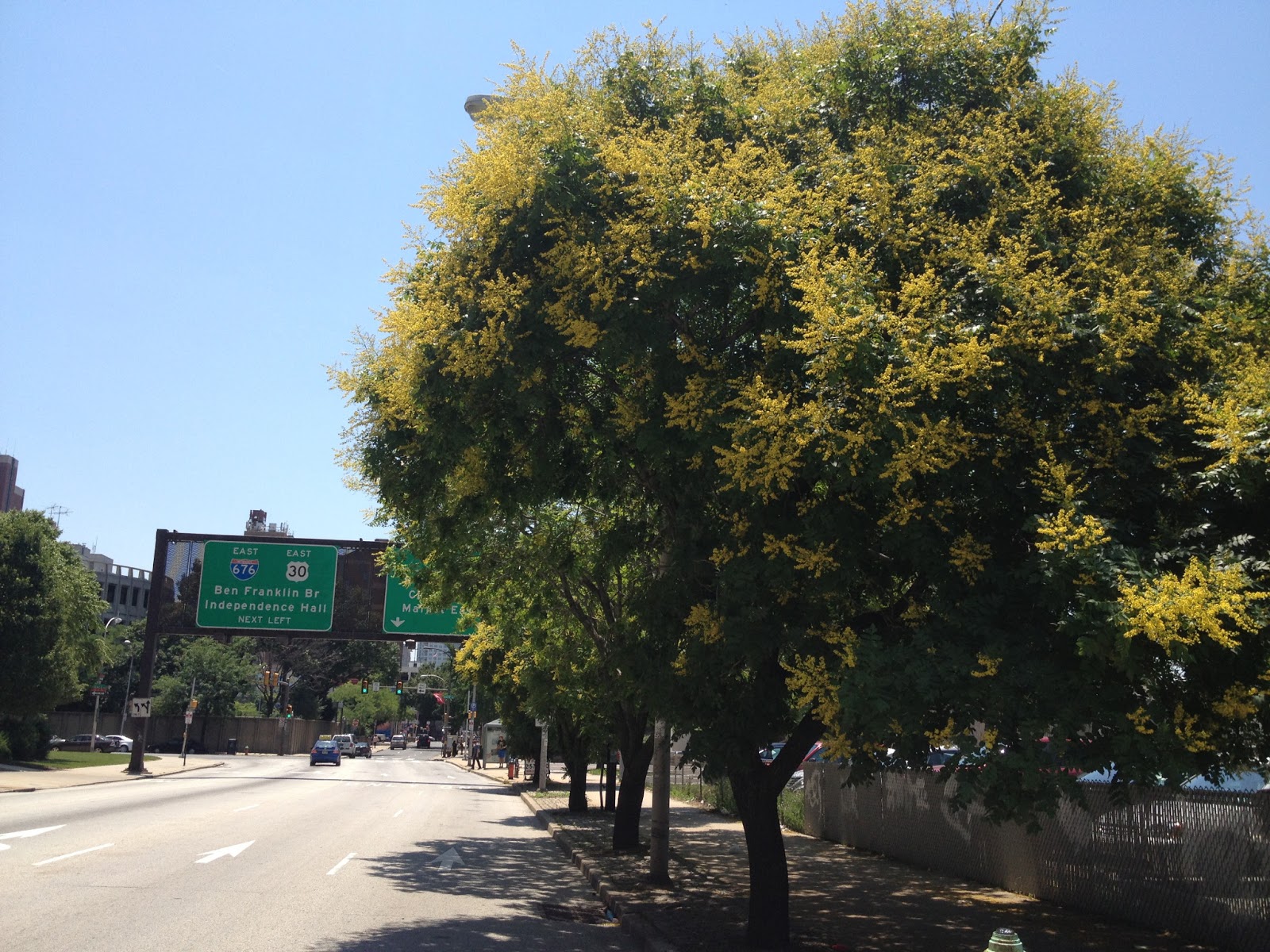 PHILLY TREES: Notable Trees List