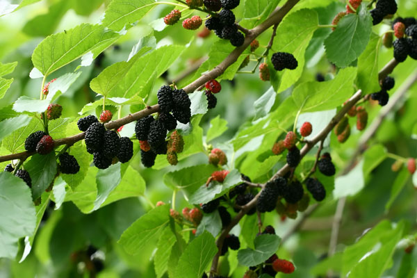 Amora Black Mulberry - Amoreira (Árvore) - Morus nigra