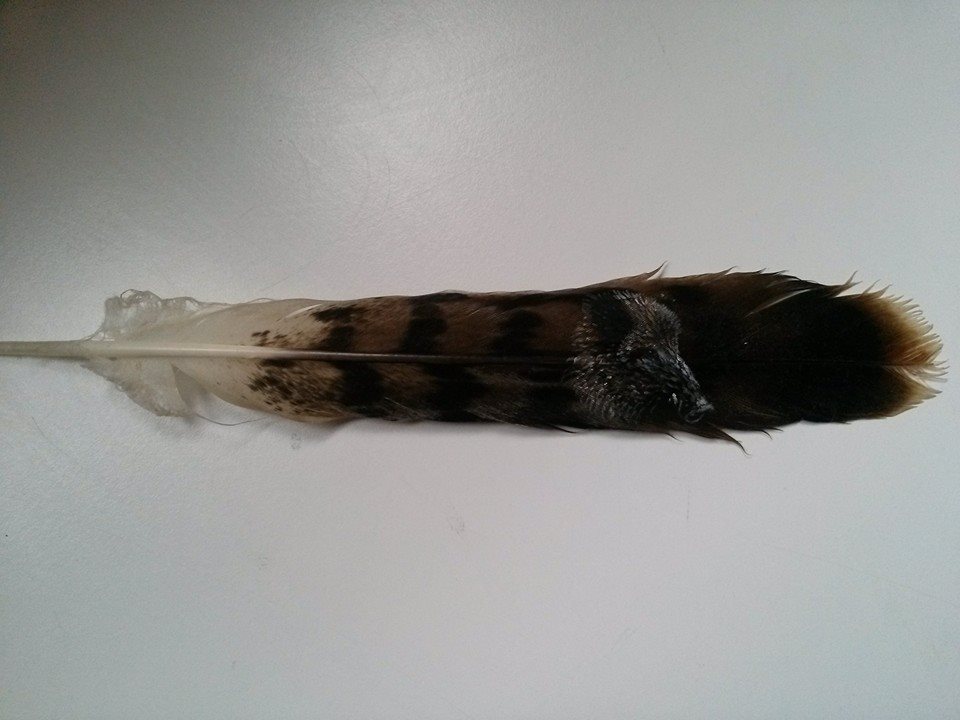 DECORARTE: PIUME DIPINTE: A CIASCUNO LA SUA!