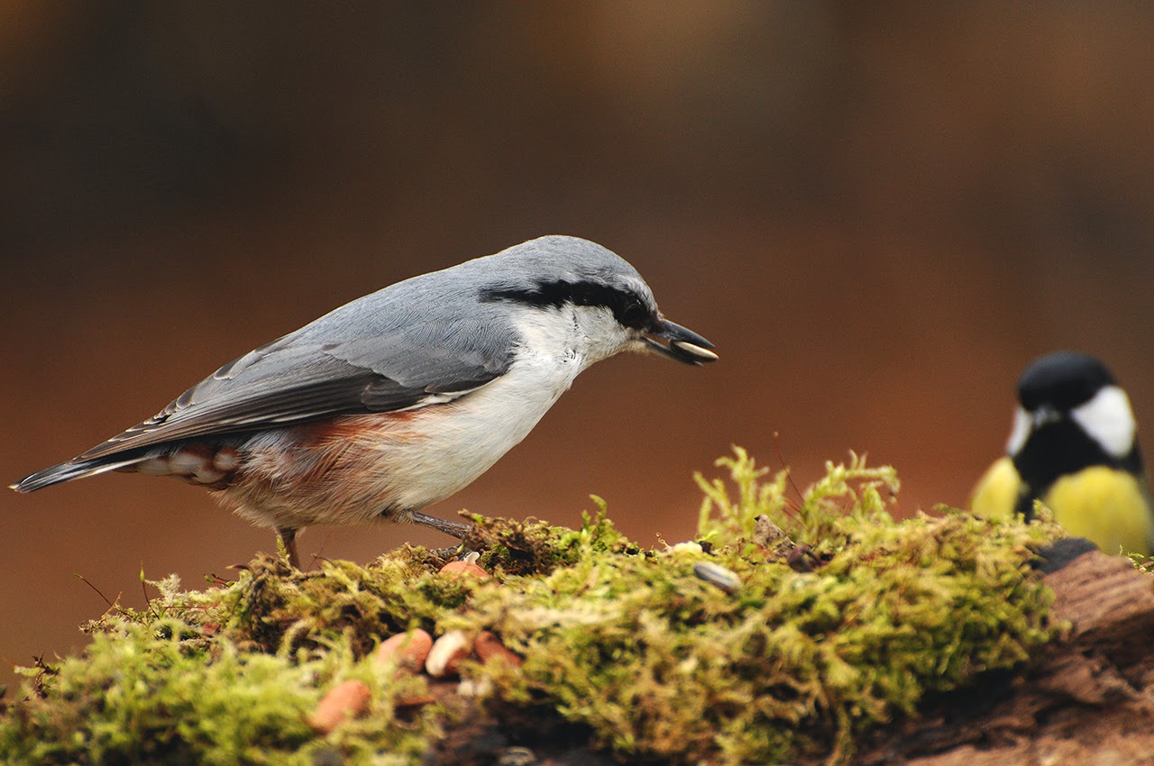 Udstuen Naturbilder: Småfugler