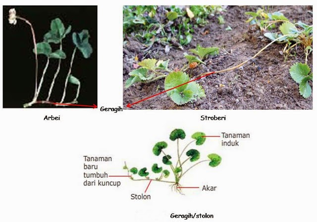 Kumpulan Tugas Sekolahnya Raka Bintang: TUMBUHAN