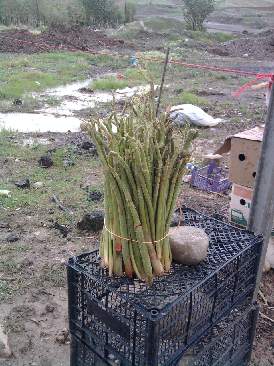 Rewas - Alchetron, The Free Social Encyclopedia