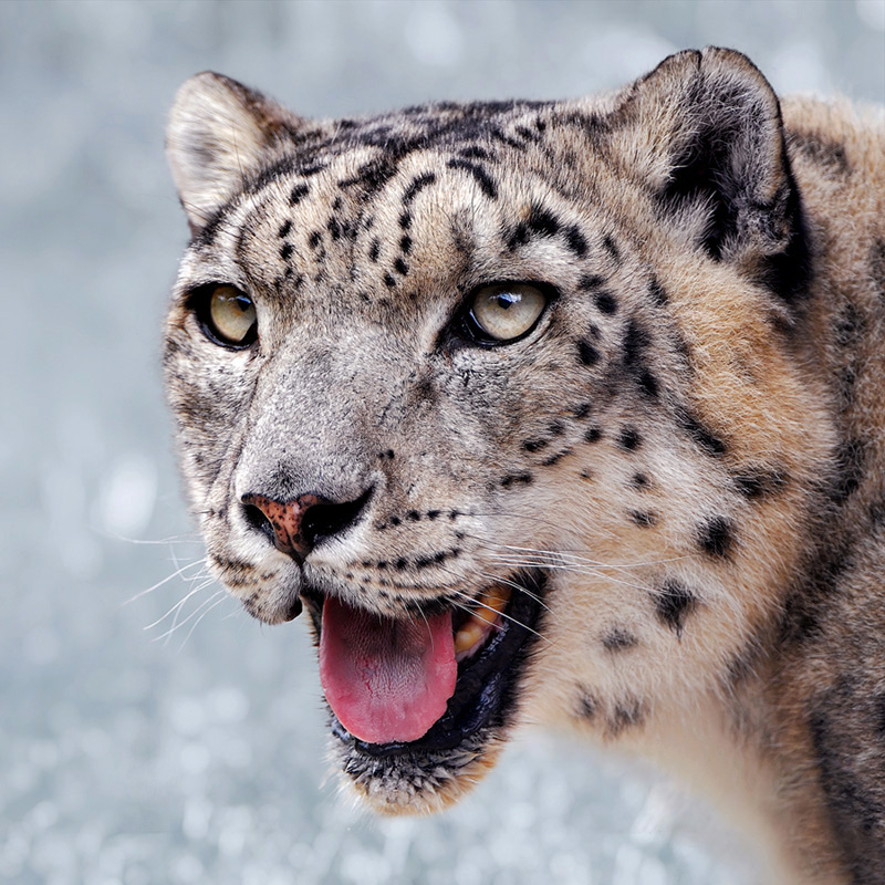 Bhutan Land Of The Thunder Dragon: The Guile of the Snow Leopard
