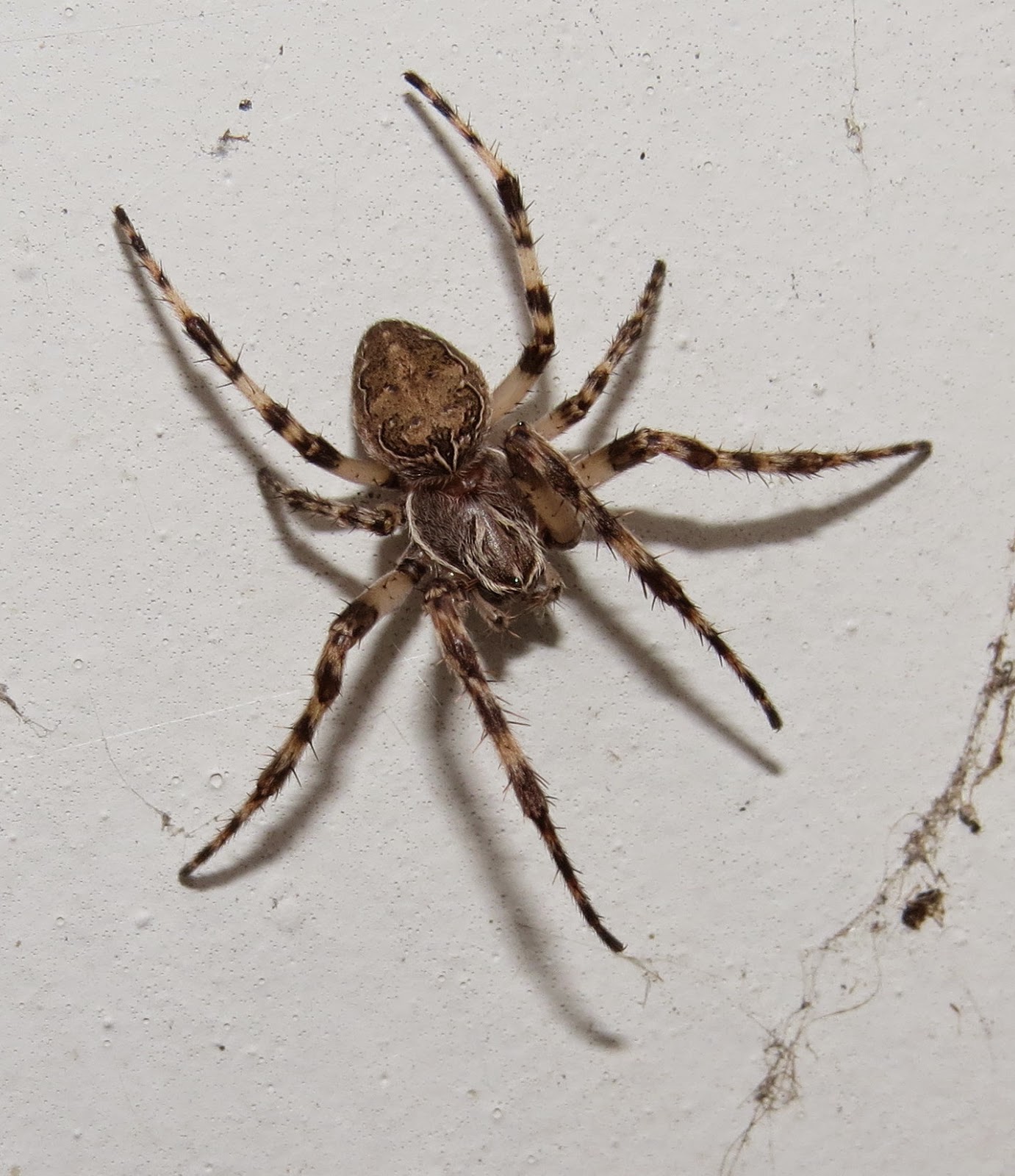 Bug Eric: Bridge Orbweaver (Gray Cross Spider)