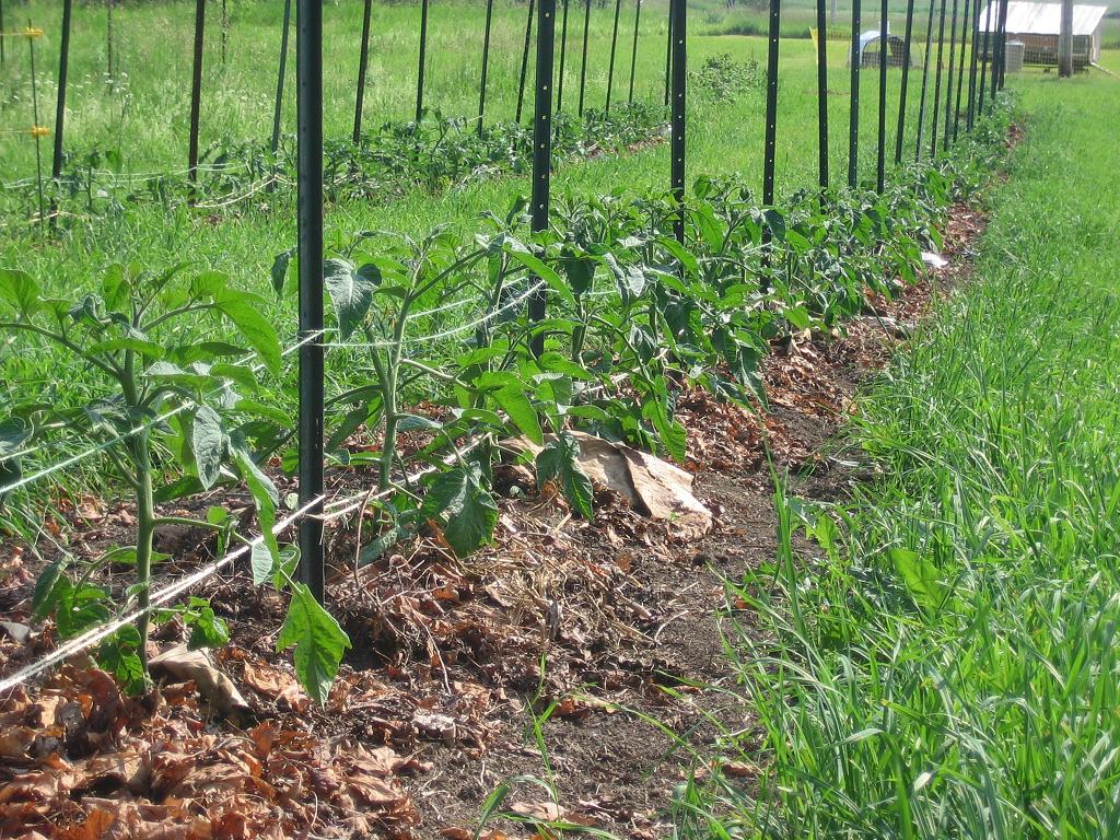 Tarım Siteniz: Domates Yetiştirme Püf Noktaları