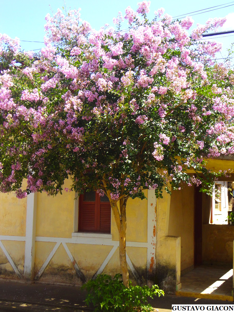 Viveiro Ciprest - Plantas Nativas e Exóticas: Resedá Lilás ou Roxo ...