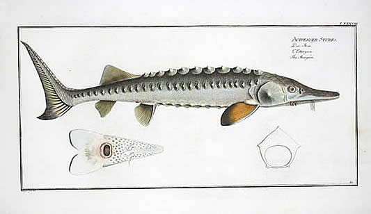 Biologia Marina e non solo...: Lo Storione