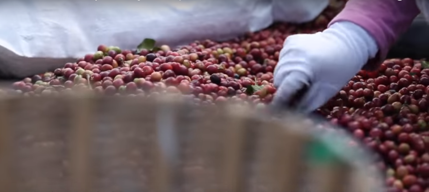 Syarat Mutu dan Proses Pengolahan Kopi | PETANI MUDA
