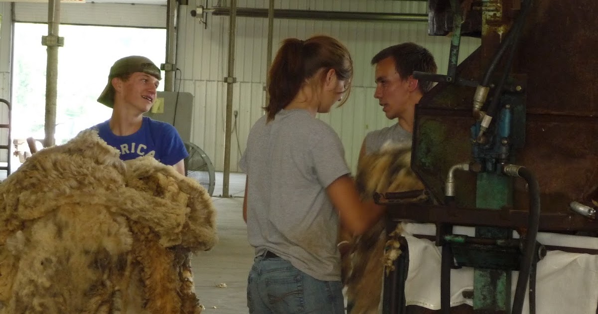 Wild Rose Farm: Washington County Wool Pool
