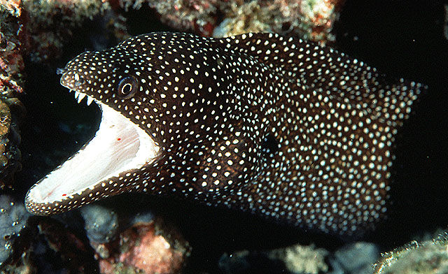 Real Monstrosities: Moray Eel