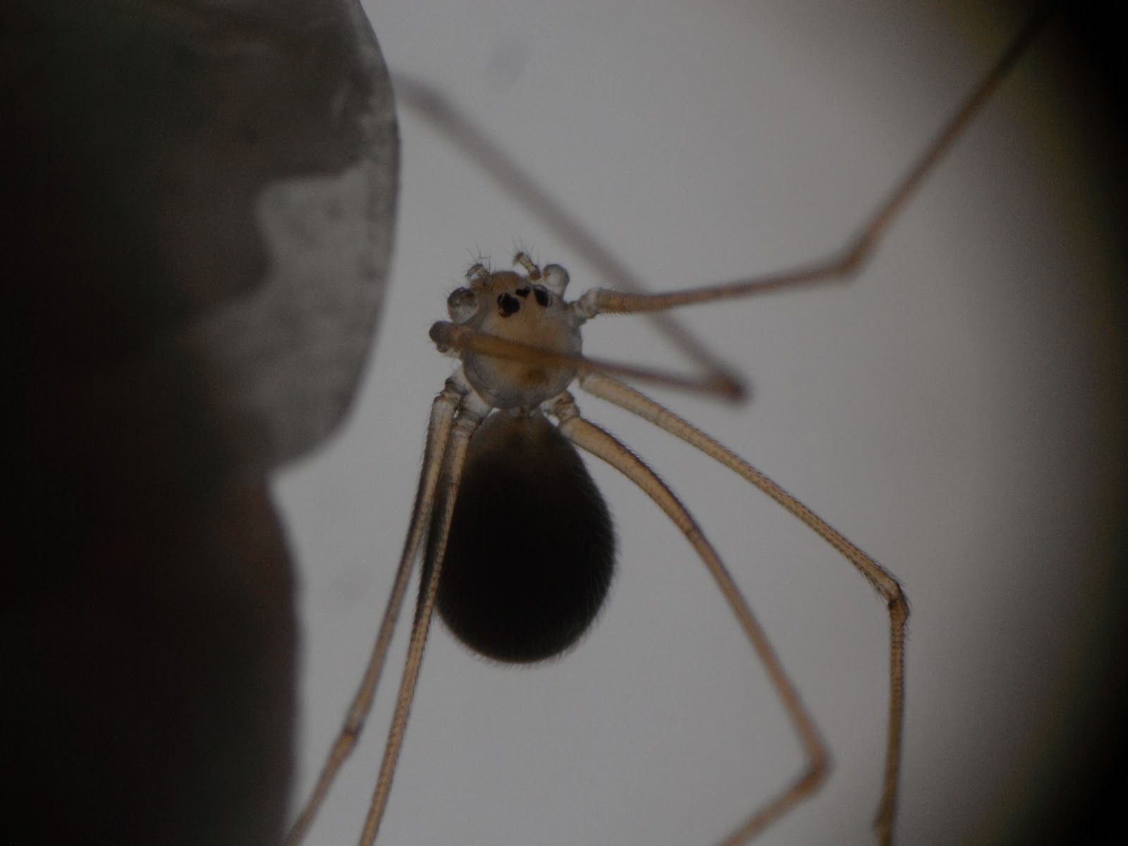 A TRAVÉS DEL ESTEREOSCOPIO : Araña Casera " Pholcus Phalangioides ...