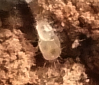 Dave Hubble's ecology spot: That carrot mite be past its best