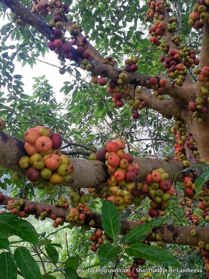 in Bearbeitung Verstehen Teilnahmeberechtigung buah ara sungai ...