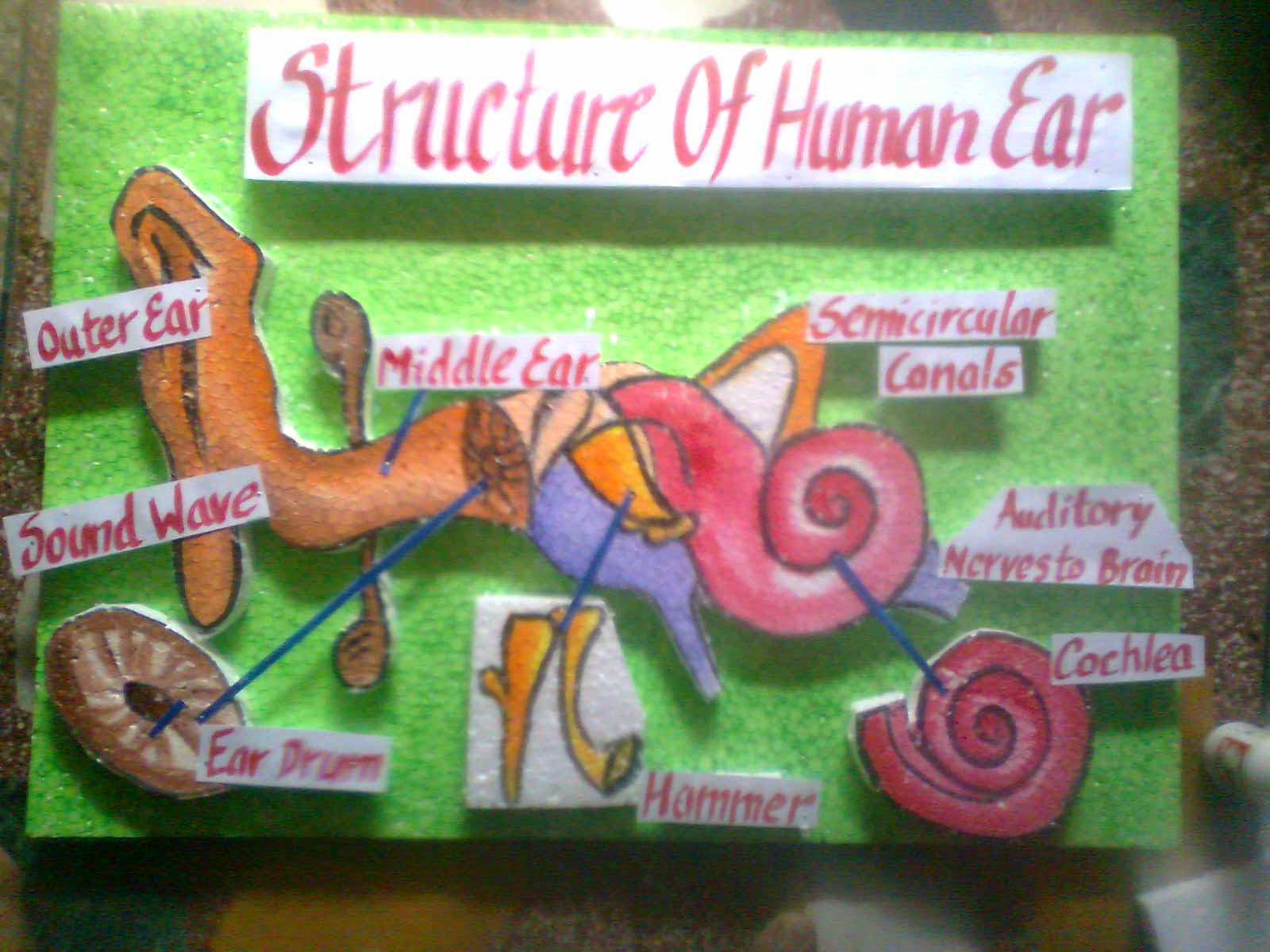 ART AND CRAFT: MODELS