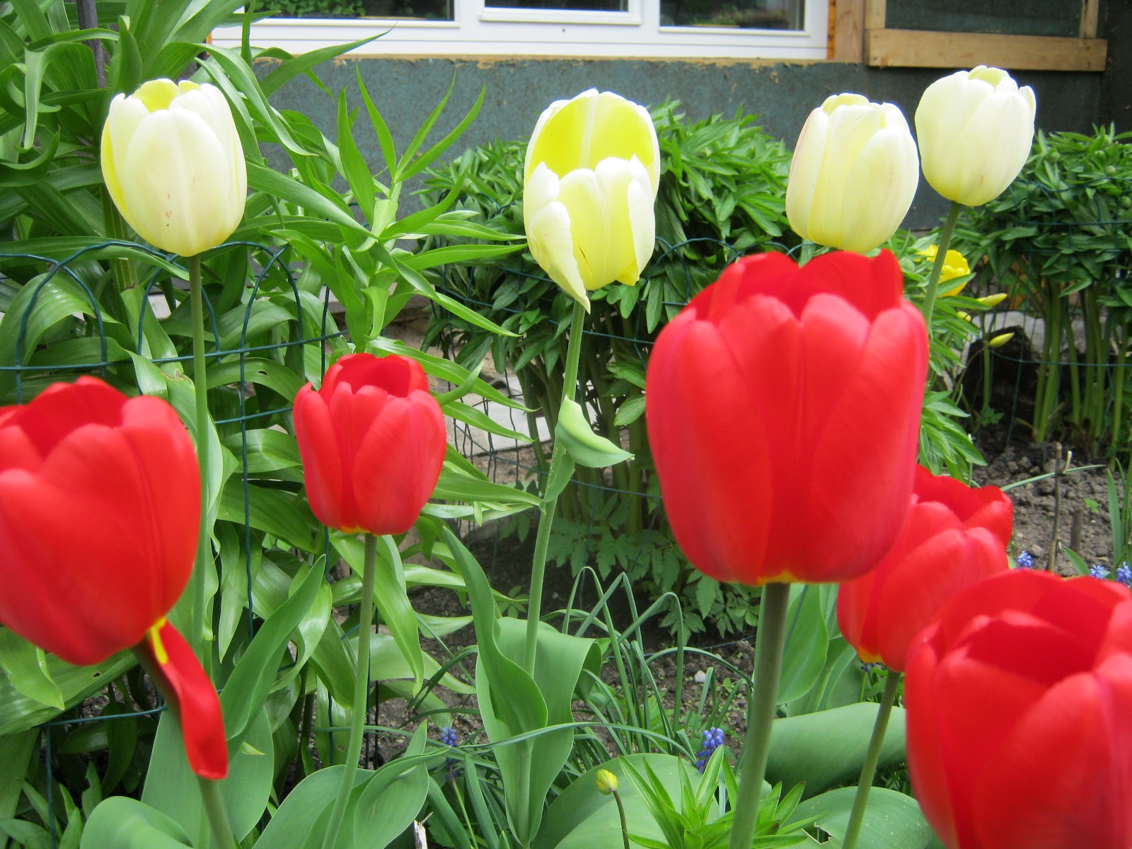 Mai Kalda aiablogi: Tulpide aeg