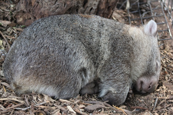 sleeping wombat | Wombats! | Pinterest | Wombat, So Cute and Love