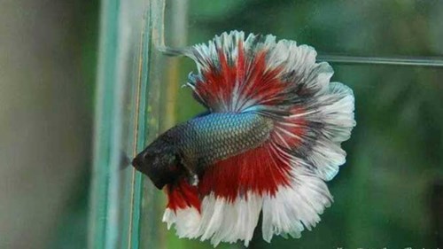 Cá betta là gì? ~ Bể Cá Betta mini Để Bàn