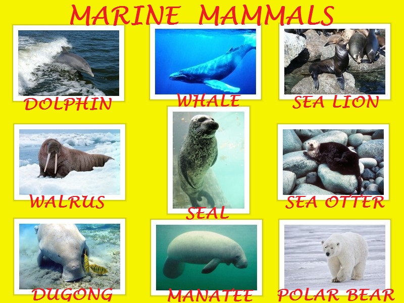 CIUDAD DE CÓRDOBA 3º SCIENCE BLOG: MARINE MAMMALS