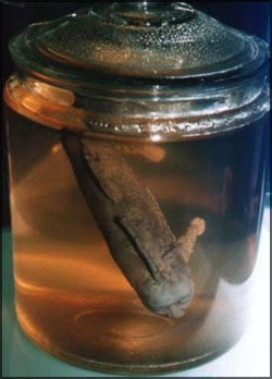 CRIATURAS Y HUMANOIDES: HALLAN EL "PEZ DE CARA HUMANA" EN CHINA