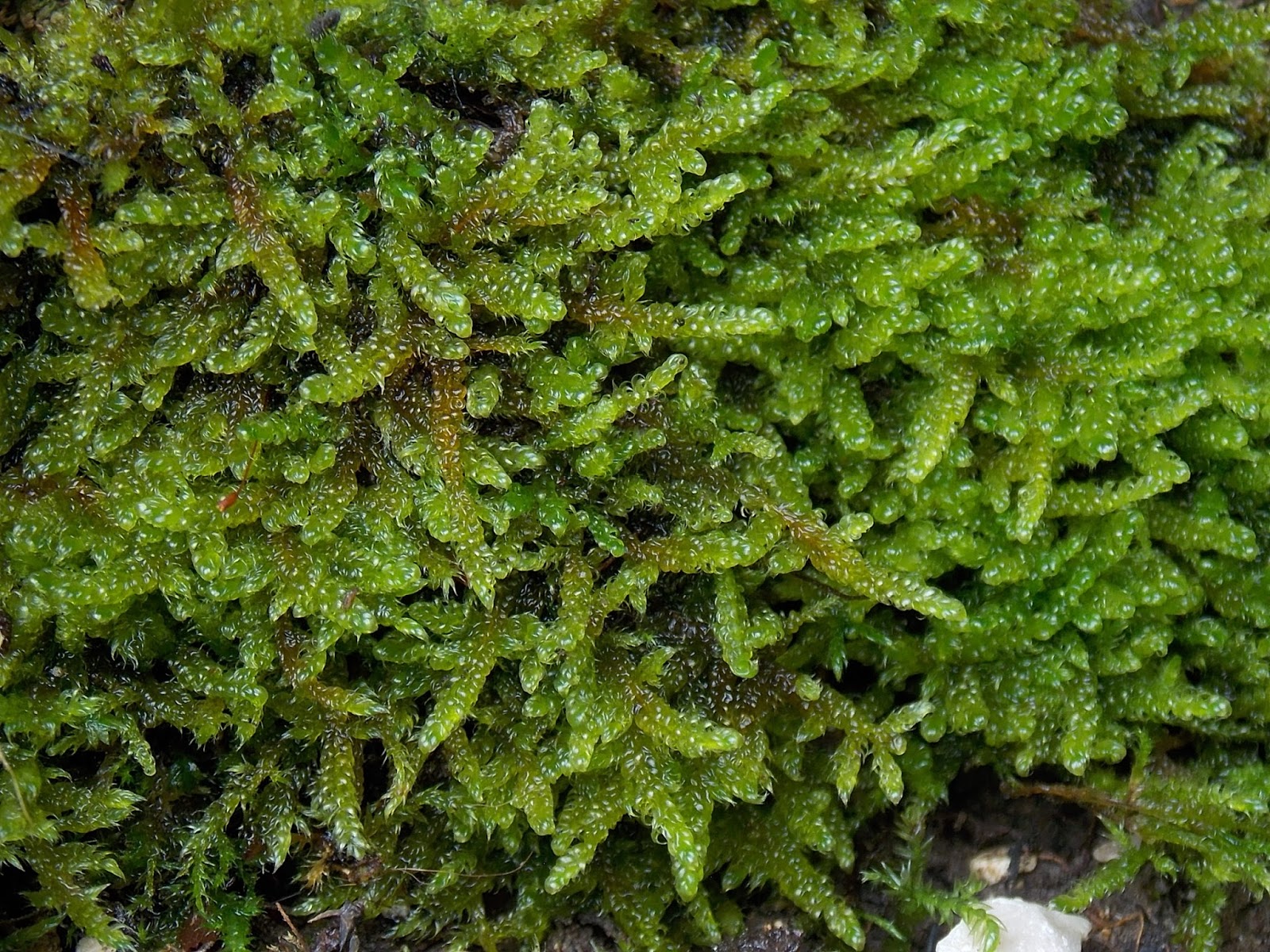 Hypnum andoi A.J.E.Sm.