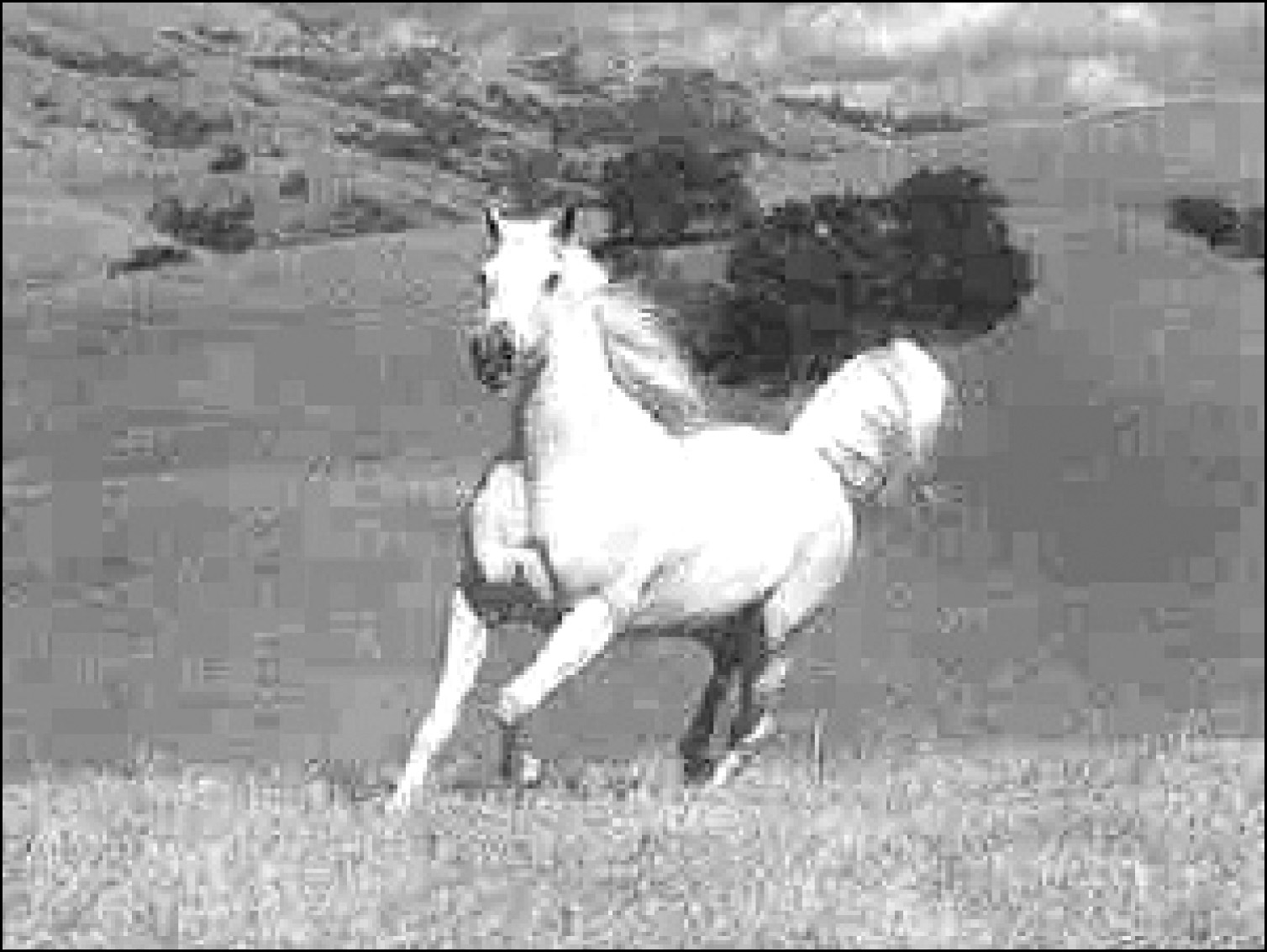 Tom Kollenborn Chronicles: Legend of the White Stallion