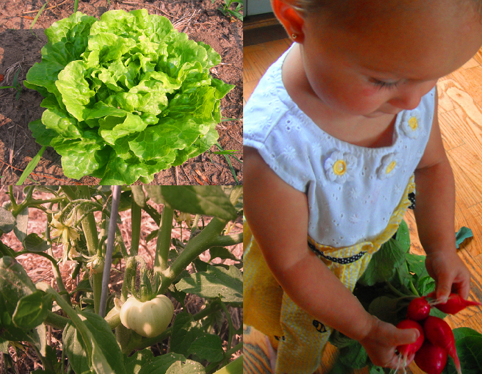 Luster Lands Organic Farm