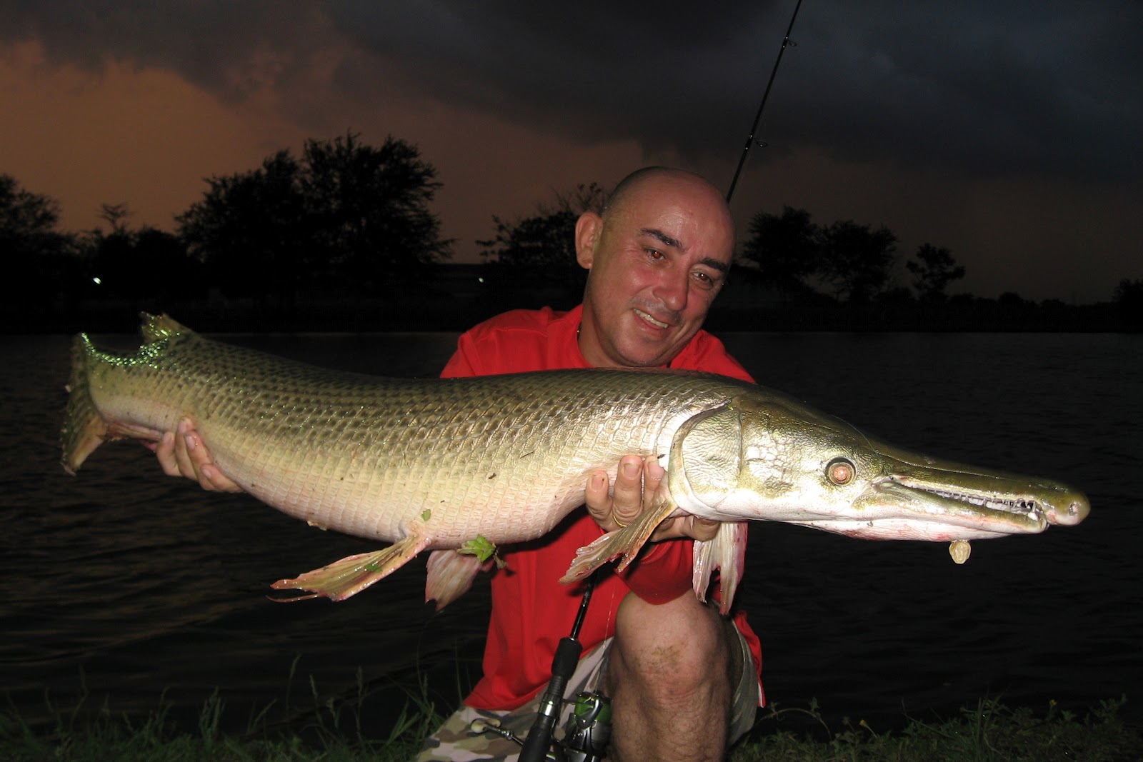 Mondo Pesca News: TAILANDIA: lucci alligatore