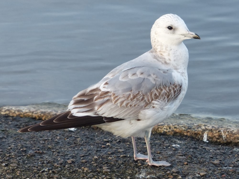 Kensington Gardens and Hyde Park birds: January 2014
