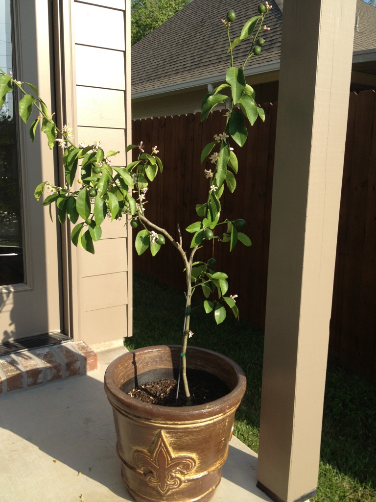 Dwarf Meyer Lemon Tree