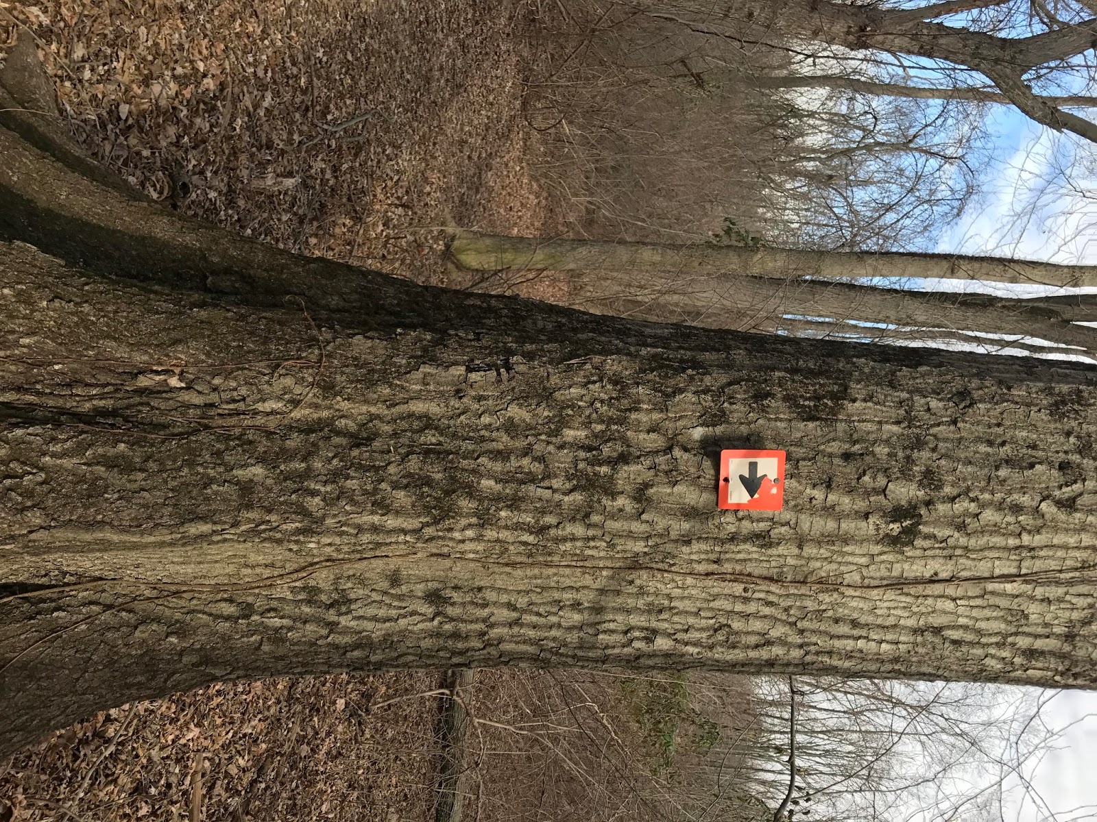 Trail Blazing and Hiking: Determining Which Trees to Blaze