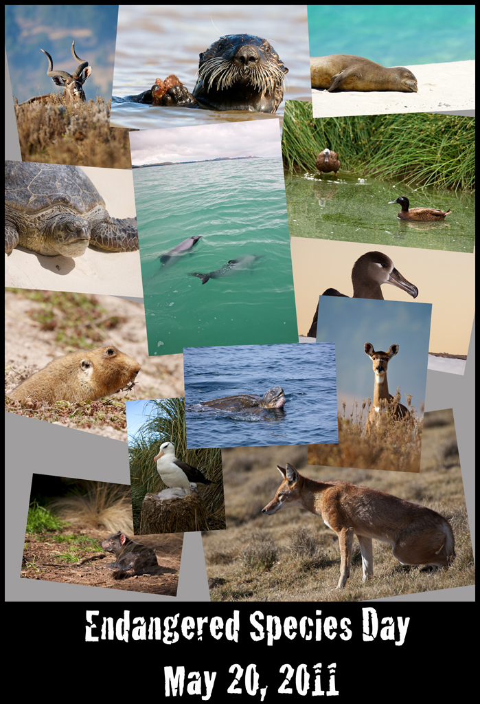 Adventures Through the Lens: Endangered Species Day