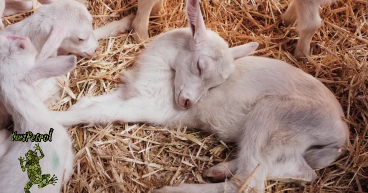 Goat Farming | Bakri Palan kaise Kare | Bakri Farm | Bakri Palan Loan ...