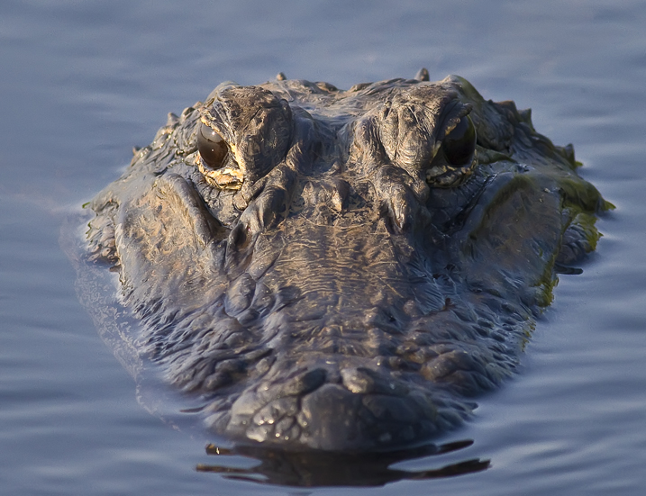 Fins Feathers Photography: Gators as a Rule