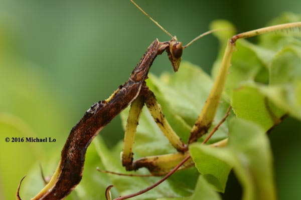 The rainforests of Borneo & Southeast Asia: Alien-looking praying ...