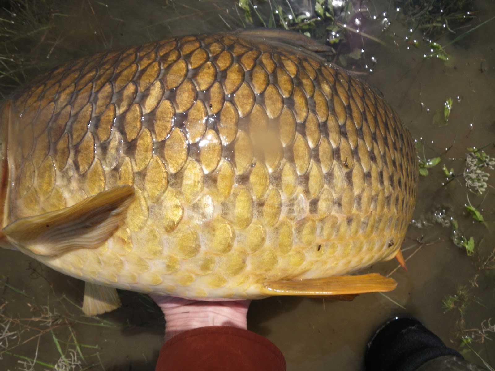 Got Backing? (Formerly Known as Mr. P.'s Blog): Carp Parts--Scales